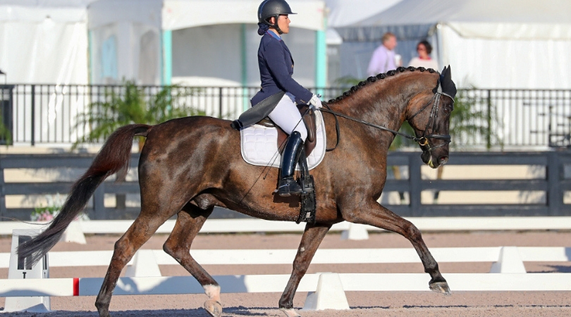 Global Dressage Festival LLC